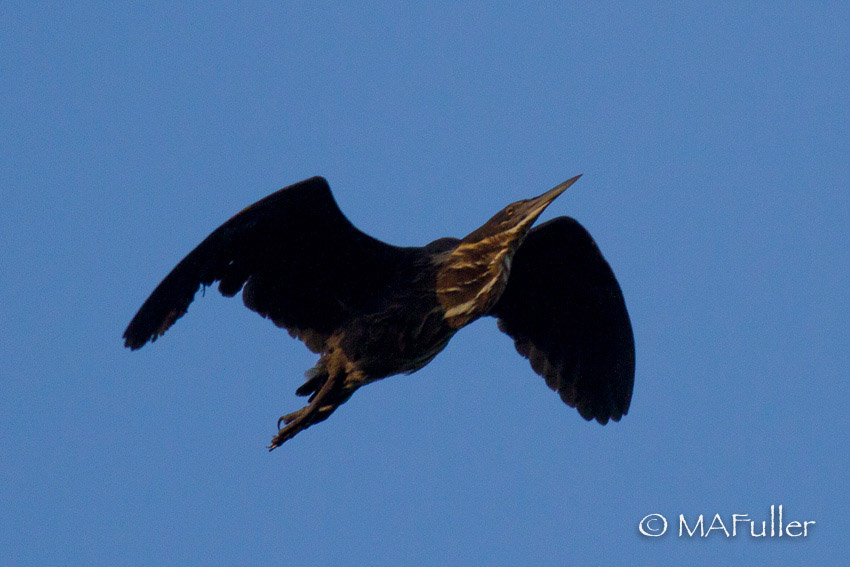 Black Bittern.fl.lsc.QHL05.02.15 | Avianation